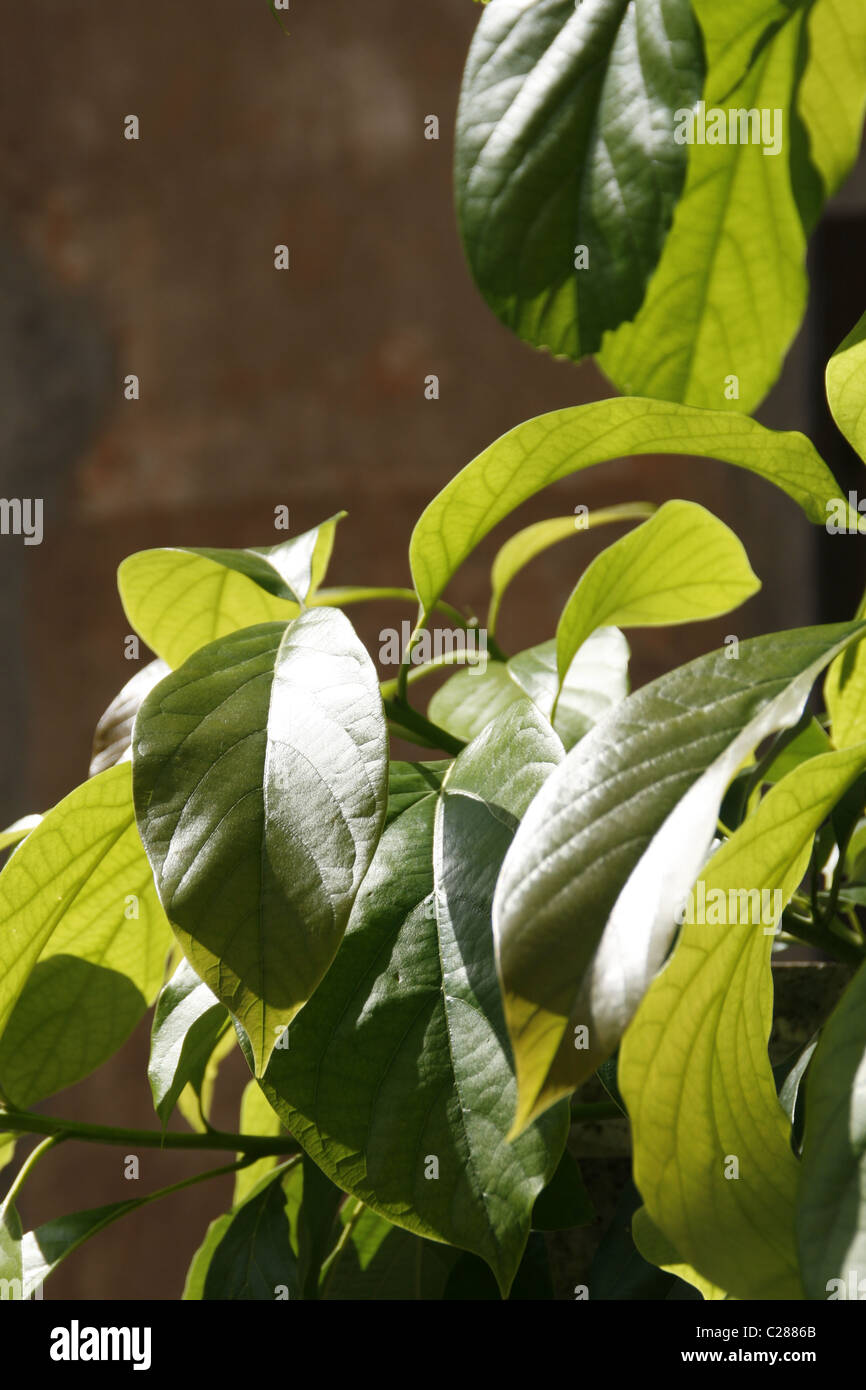 detail of green leaves in sun Stock Photo - Alamy