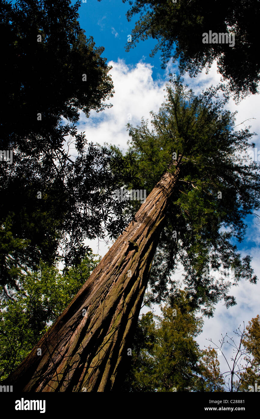 A huge redwood tree seen in Big Basin Redwoods State Park near Boulder ...