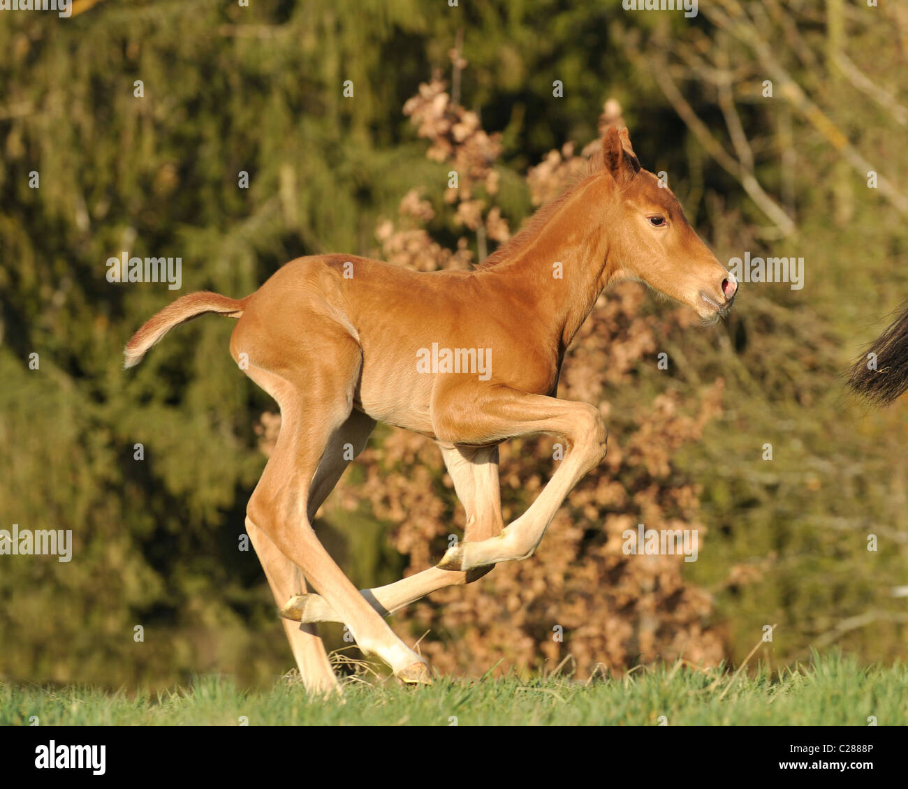 3 day old foal by Chacco Blue, galloping in spring sunshine Stock Photo ...