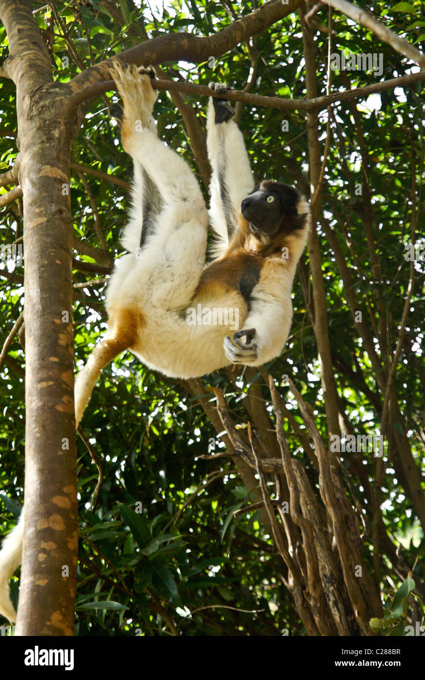 Coquerel's sifaka, Madagascar Stock Photo - Alamy