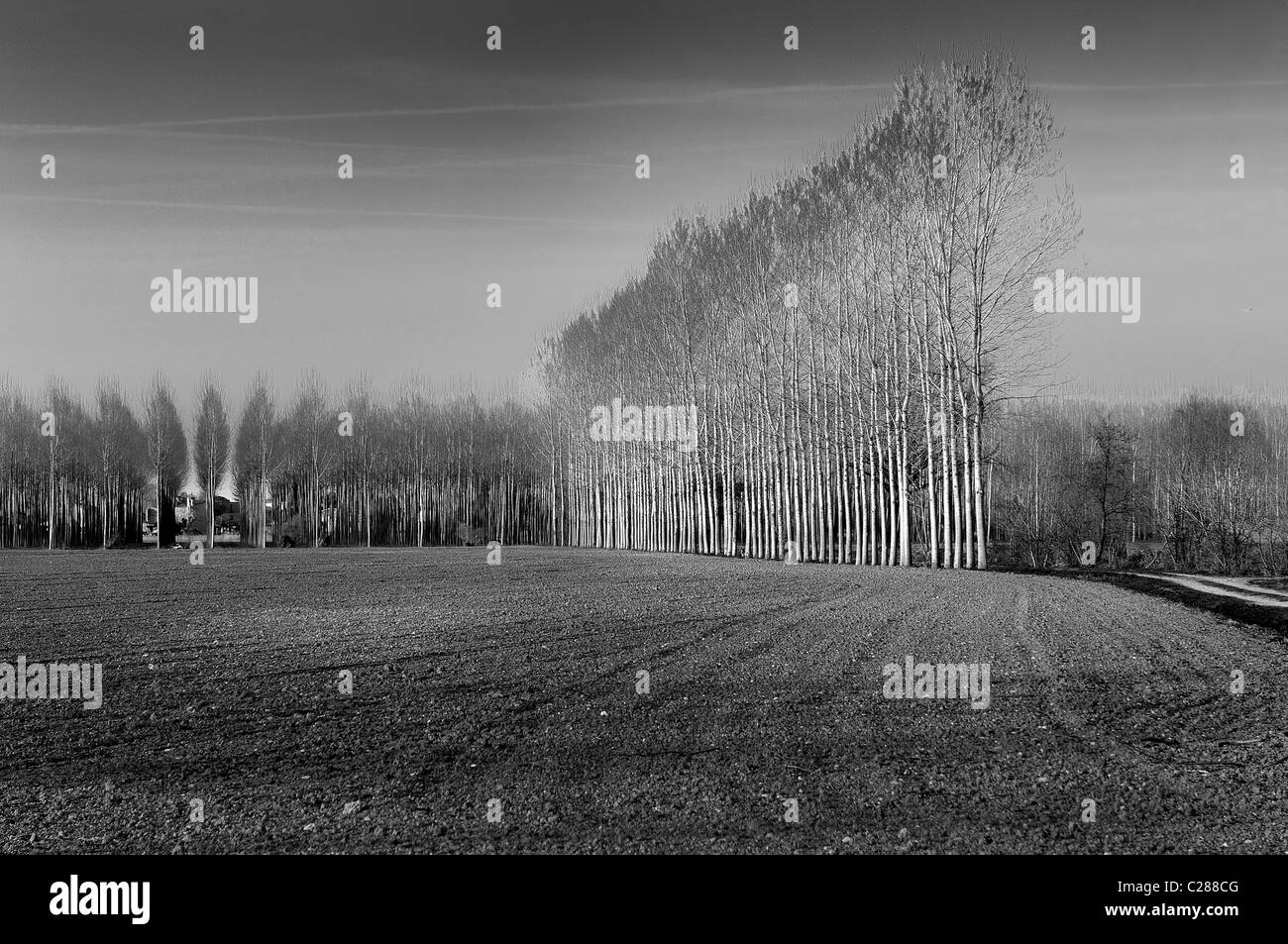 Line trees in summer Black and White Stock Photos & Images - Alamy