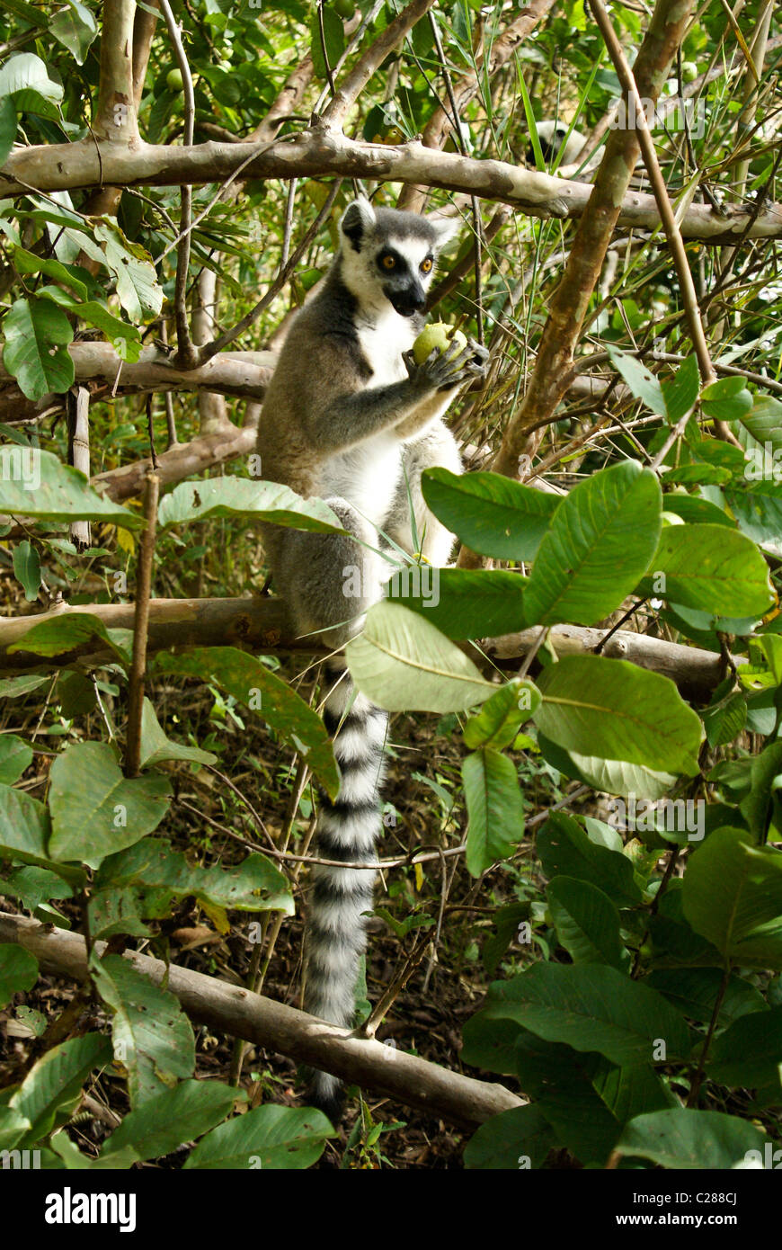 Ring-tailed lemur eating fruit, Madagascar Stock Photo - Alamy