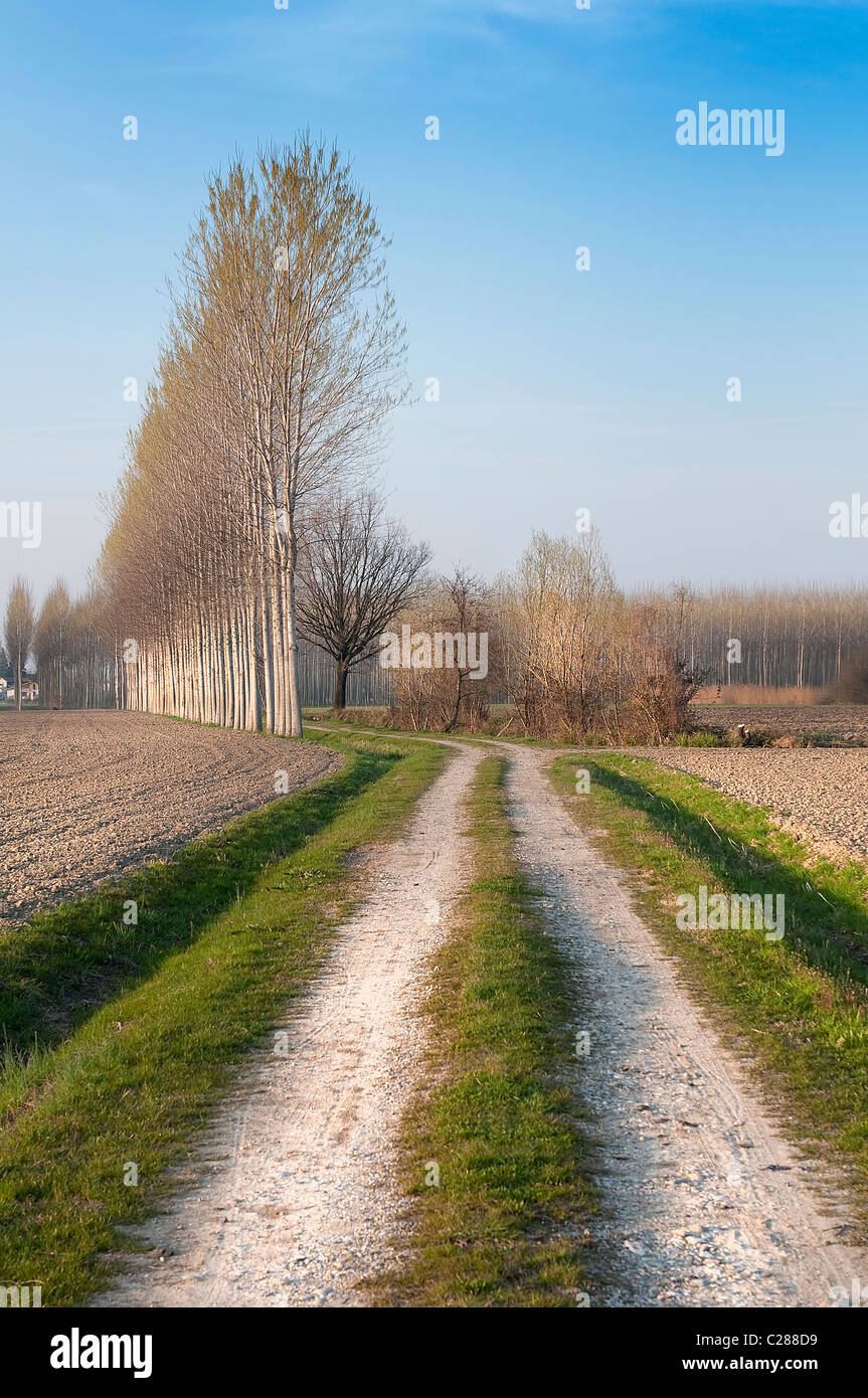 a line of trees in the country Stock Photo - Alamy