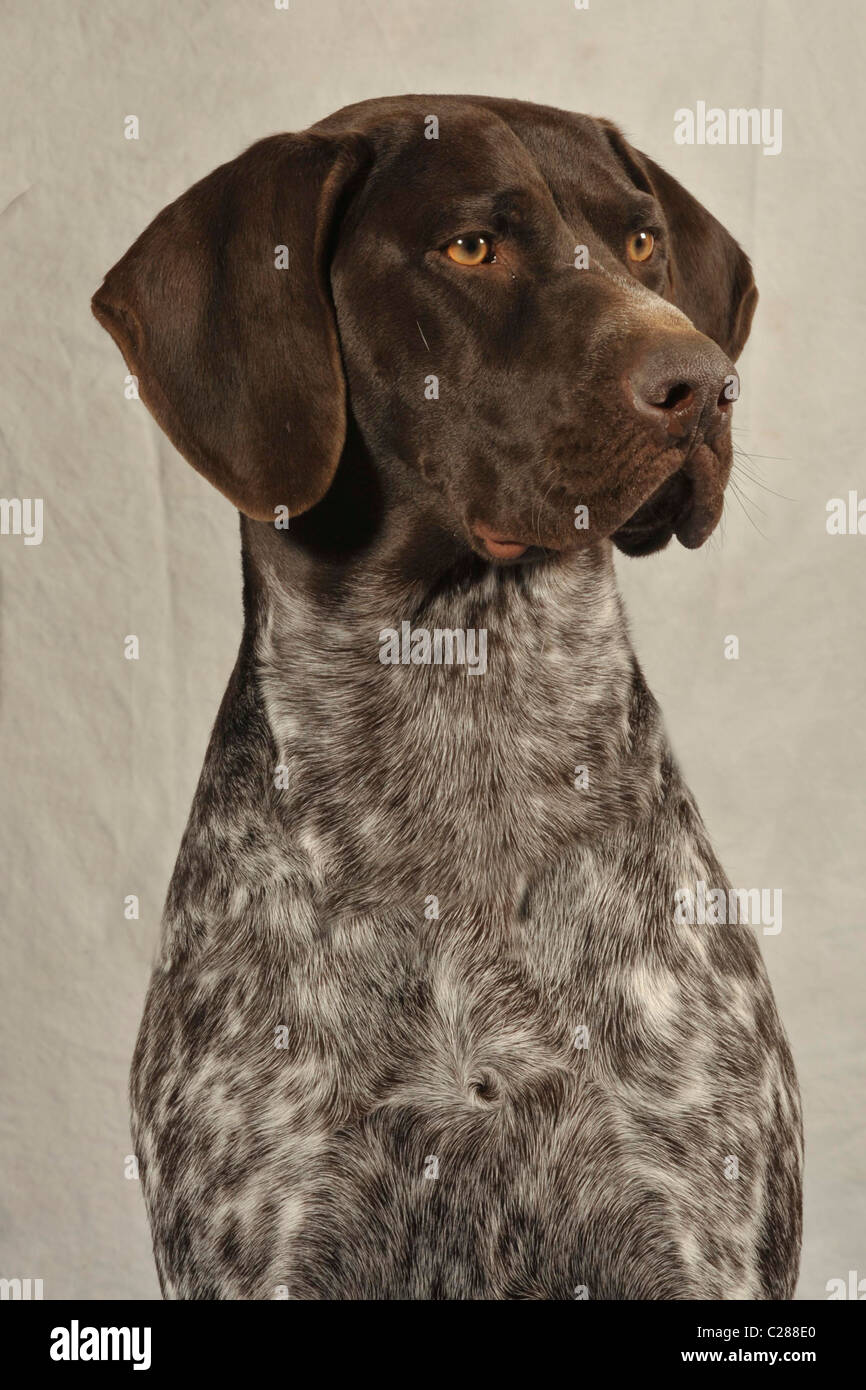 Short Haired German Pointer High Resolution Stock Photography and ...