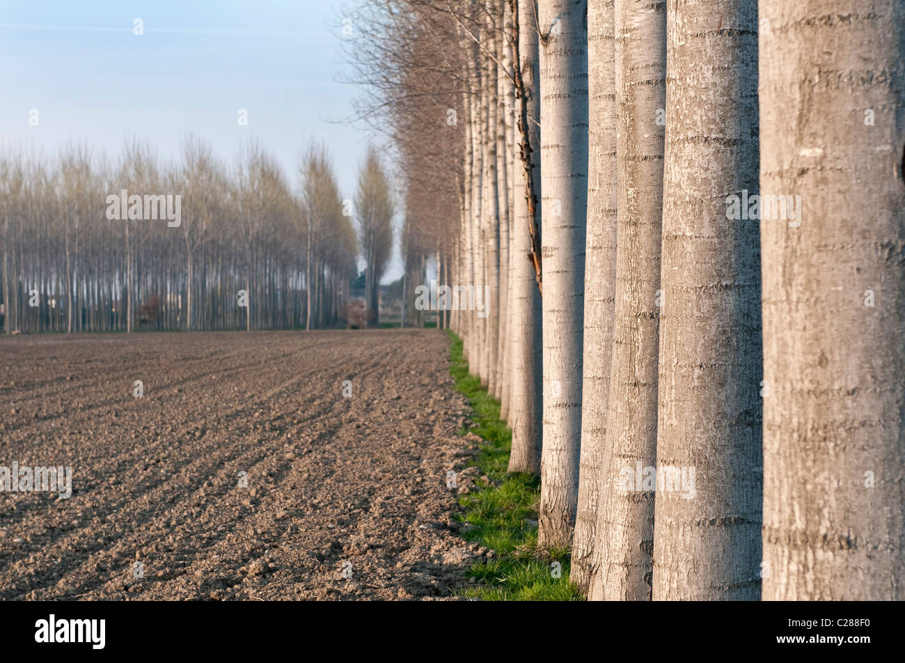 a line of trees in the country Stock Photo - Alamy
