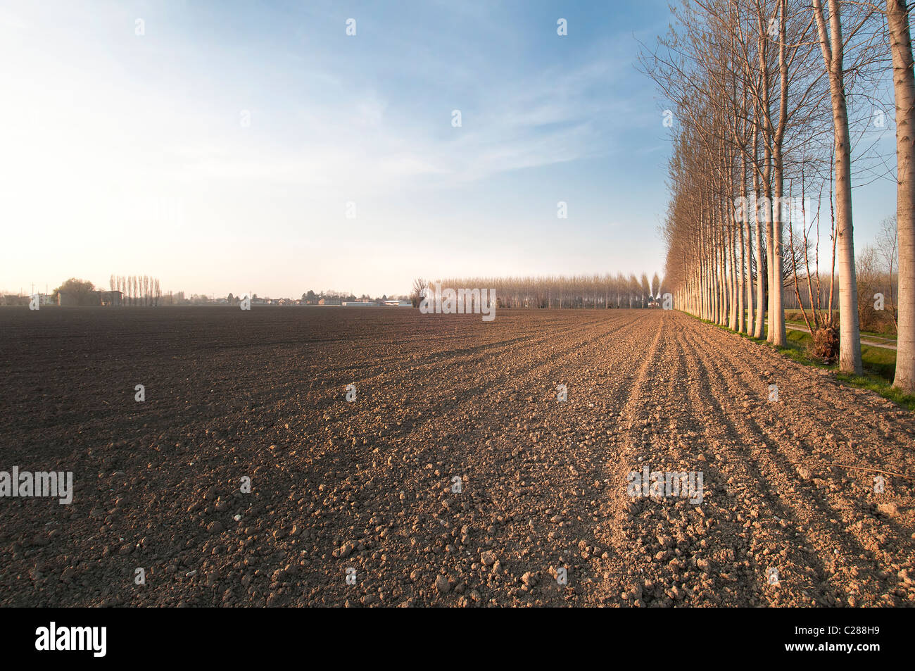Green line christmas trees hi-res stock photography and images - Alamy