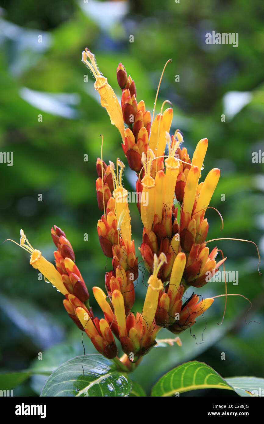 Flower on Moorea island next to Tahiti Stock Photo - Alamy