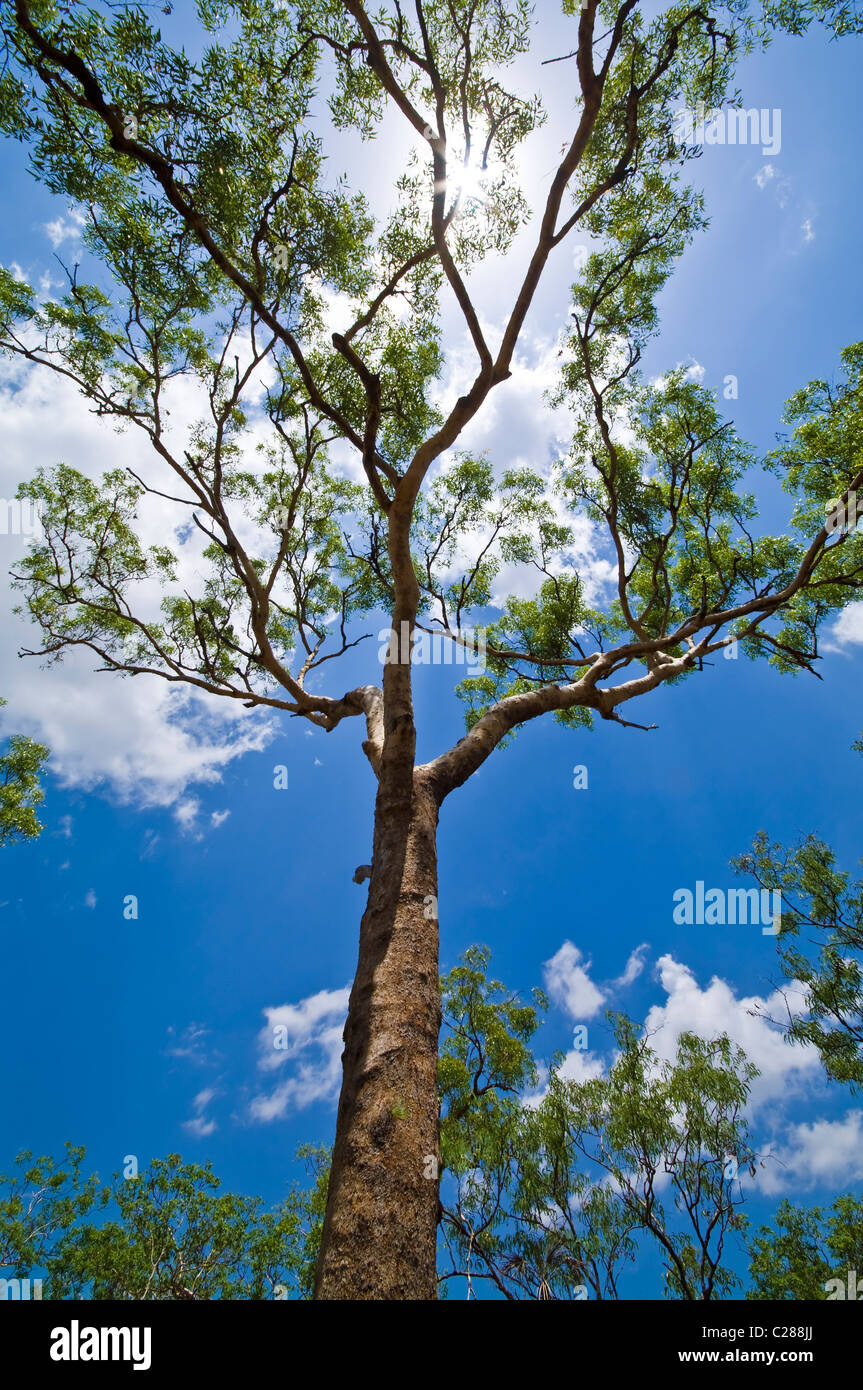Dappled sunlight filters through the canopy of a tall Eucalyptus tree ...