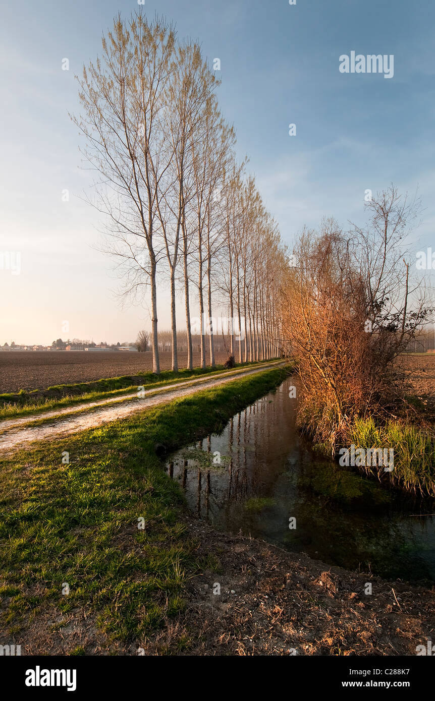 a line of trees in the country Stock Photo - Alamy