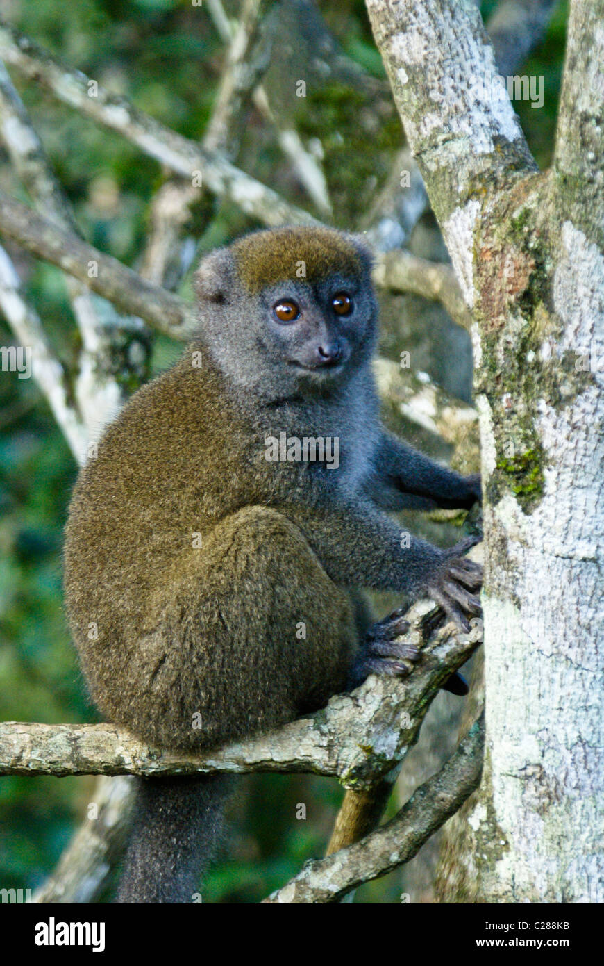 Gray bamboo lemur, Lemurs Island, Andasibe, Madagascar Stock Photo - Alamy