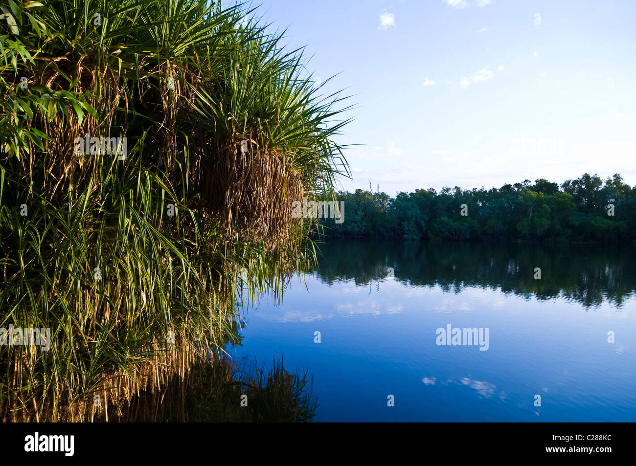 Pandanus aquaticus hi-res stock photography and images - Alamy