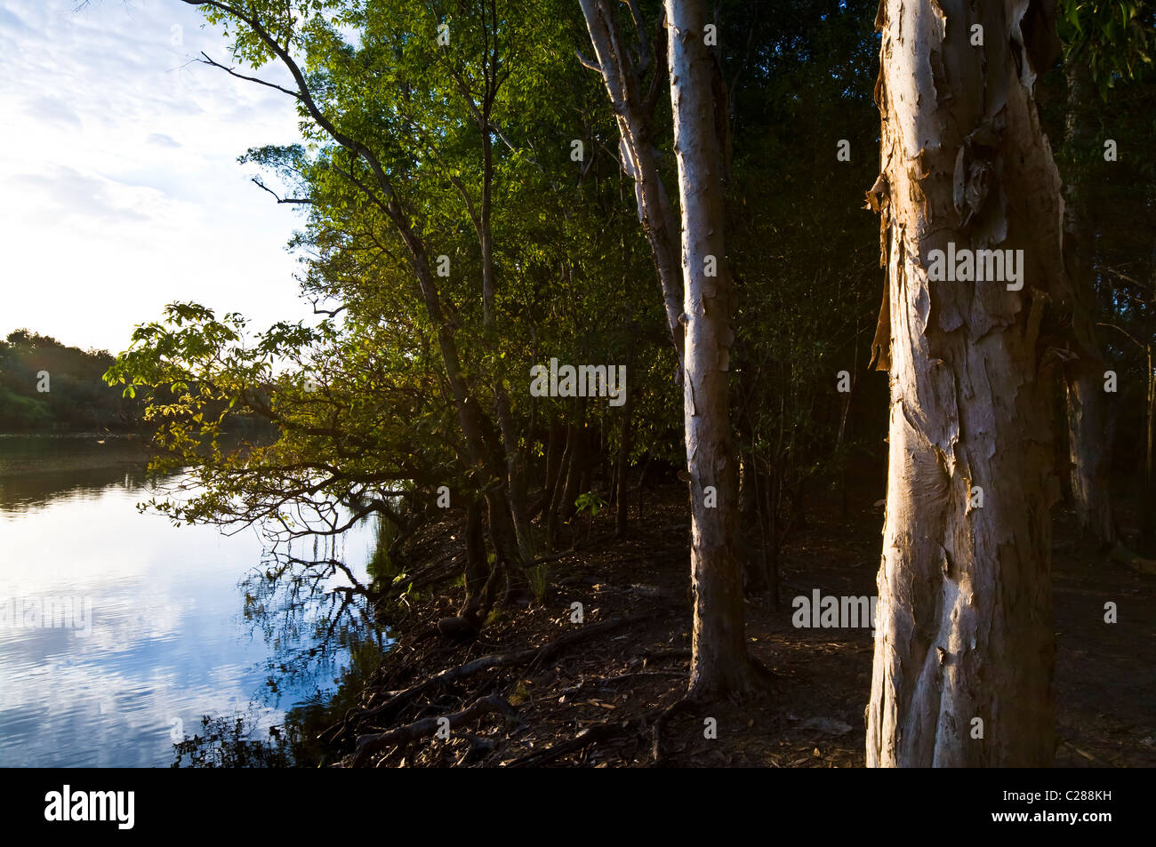 A stand of Melaleuca tree trunks fringing a billabong at sunset Stock ...