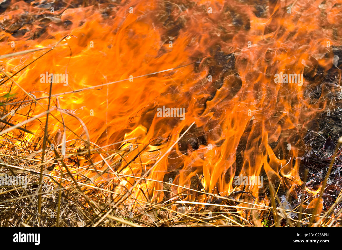 Searing flames burn through tropical grasslands and Open Woodland Stock ...