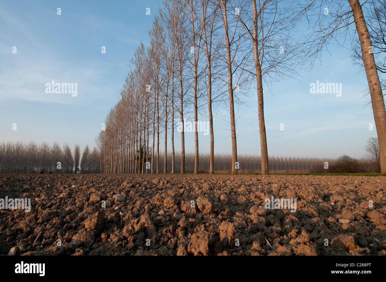 a line of trees in the country Stock Photo - Alamy