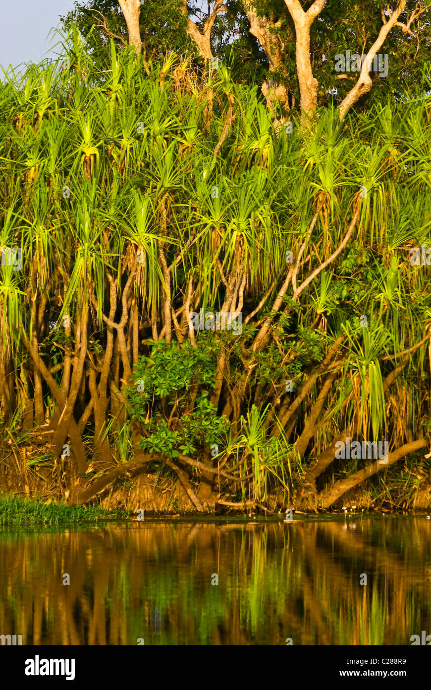 A large stand of Water Pandanus on a billabong shore at dawn Stock ...
