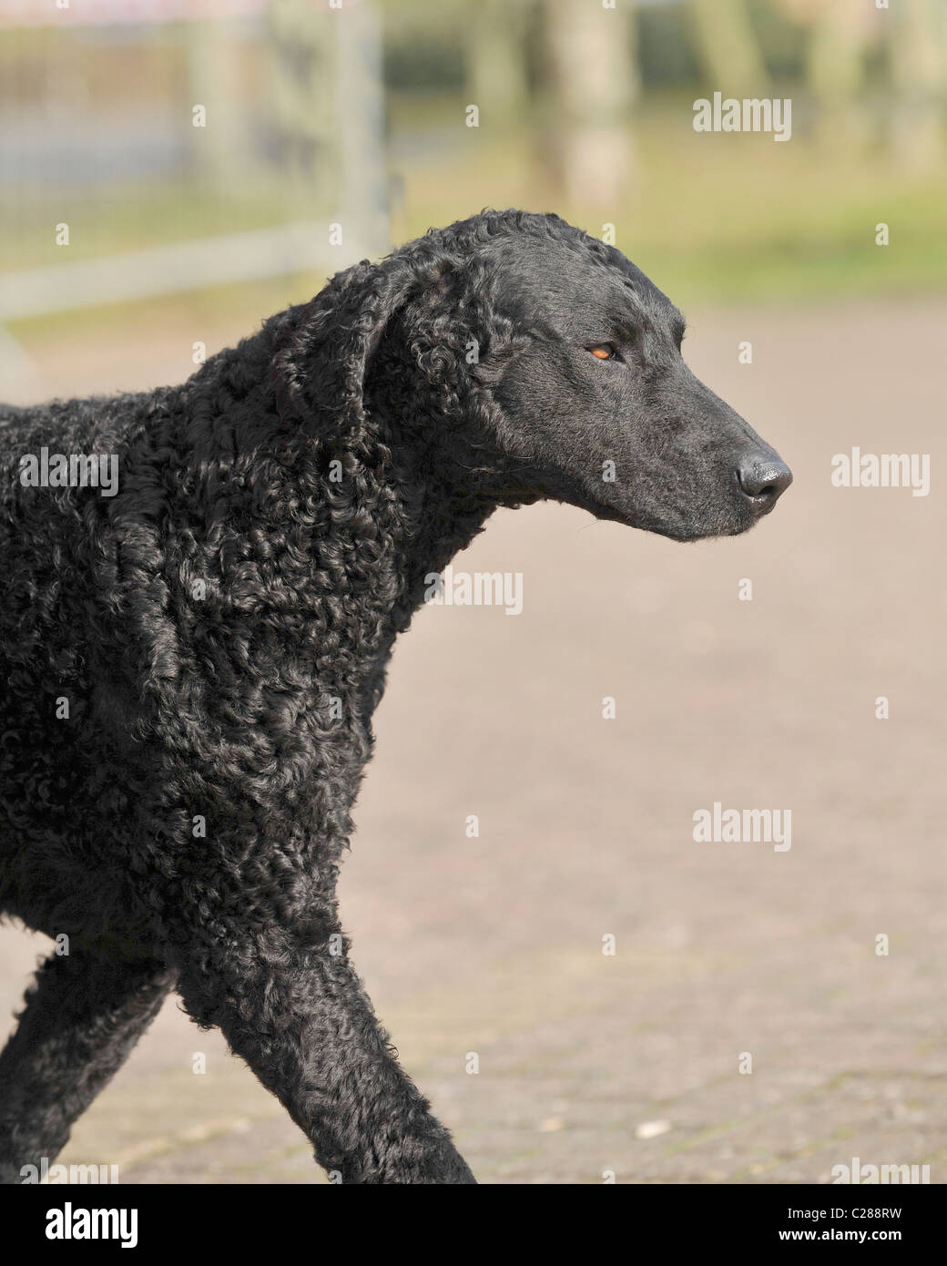 Curly coated hi-res stock photography and images - Alamy