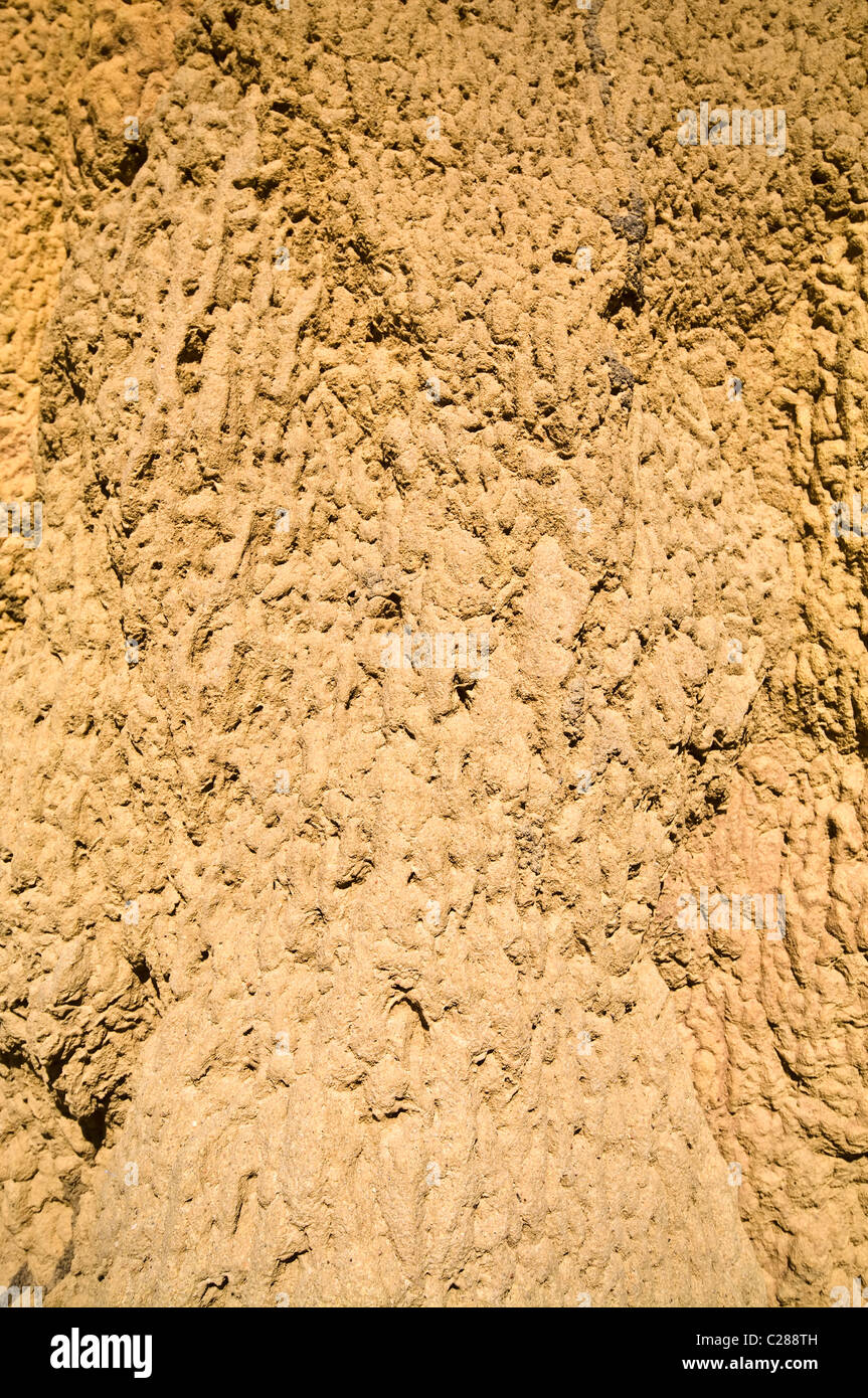 The textured and folded wall of a towering Cathedral Termite mound ...