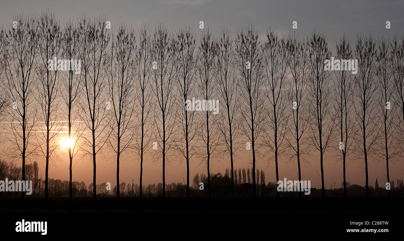 a line of trees in the country Stock Photo - Alamy