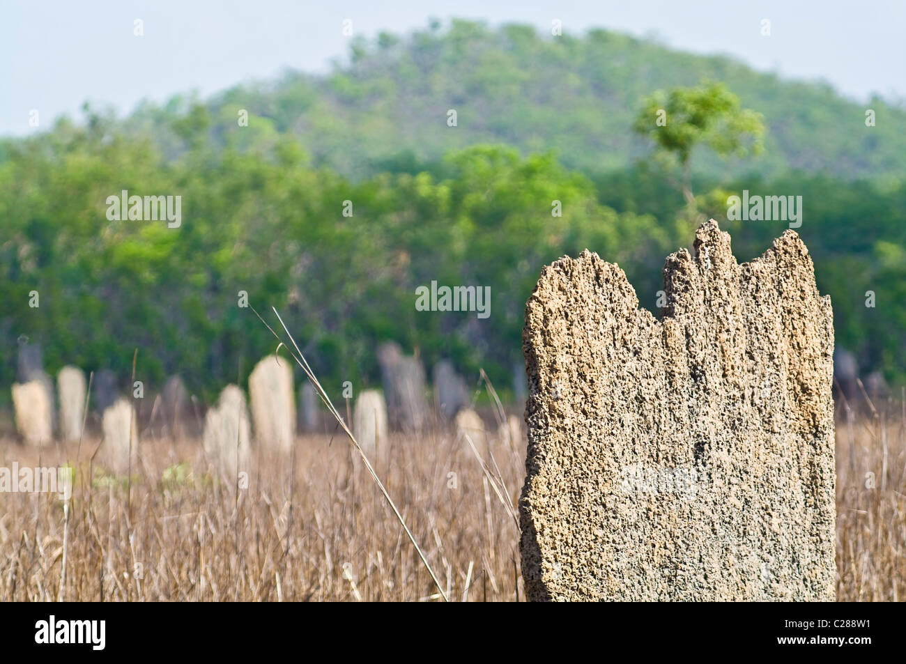 Termite tower hi-res stock photography and images - Alamy