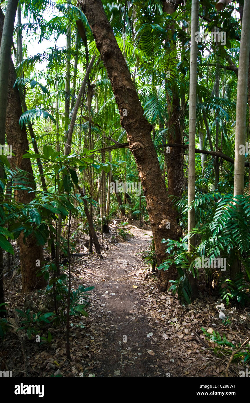 A walking path winds through a sunlit Tropical Monsoon rainforest Stock ...