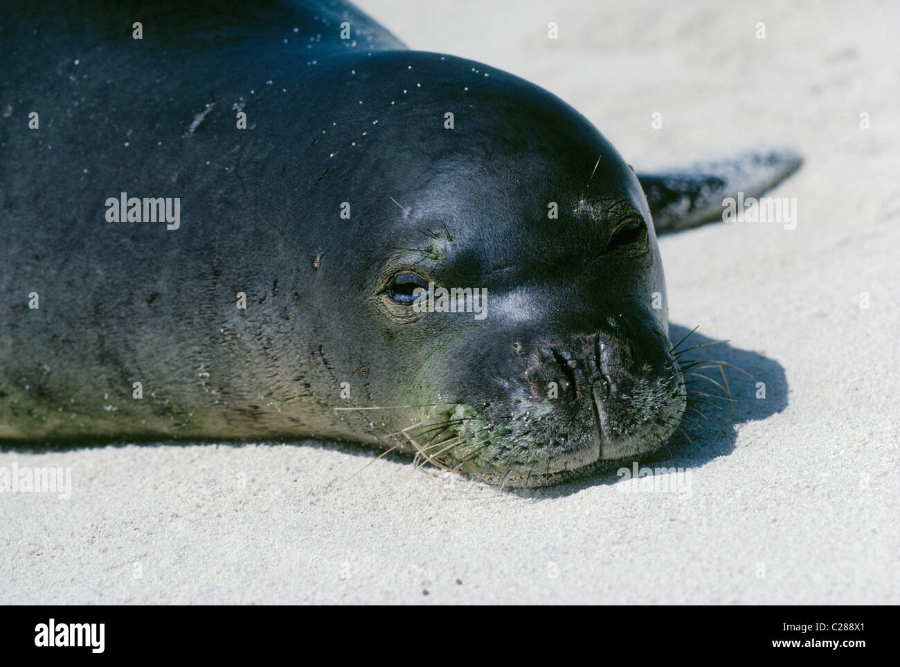 Hawaiian Monk Seal, an Endangered Species, resting on the beach; Tern ...