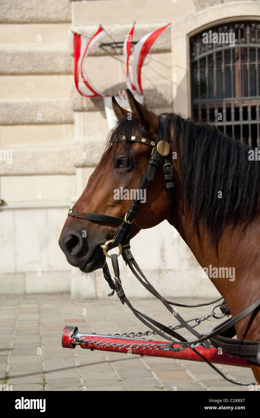 Austria, Vienna. Popular traditional horse-drawn "fiaker" (carriage ...