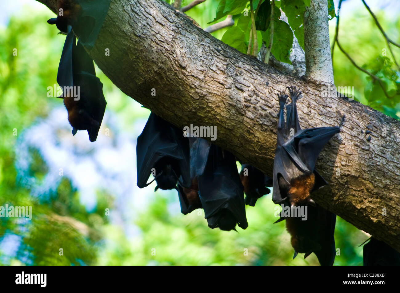 Little Red Flying-fox hang from a tree branch in a monsoon rainforest ...