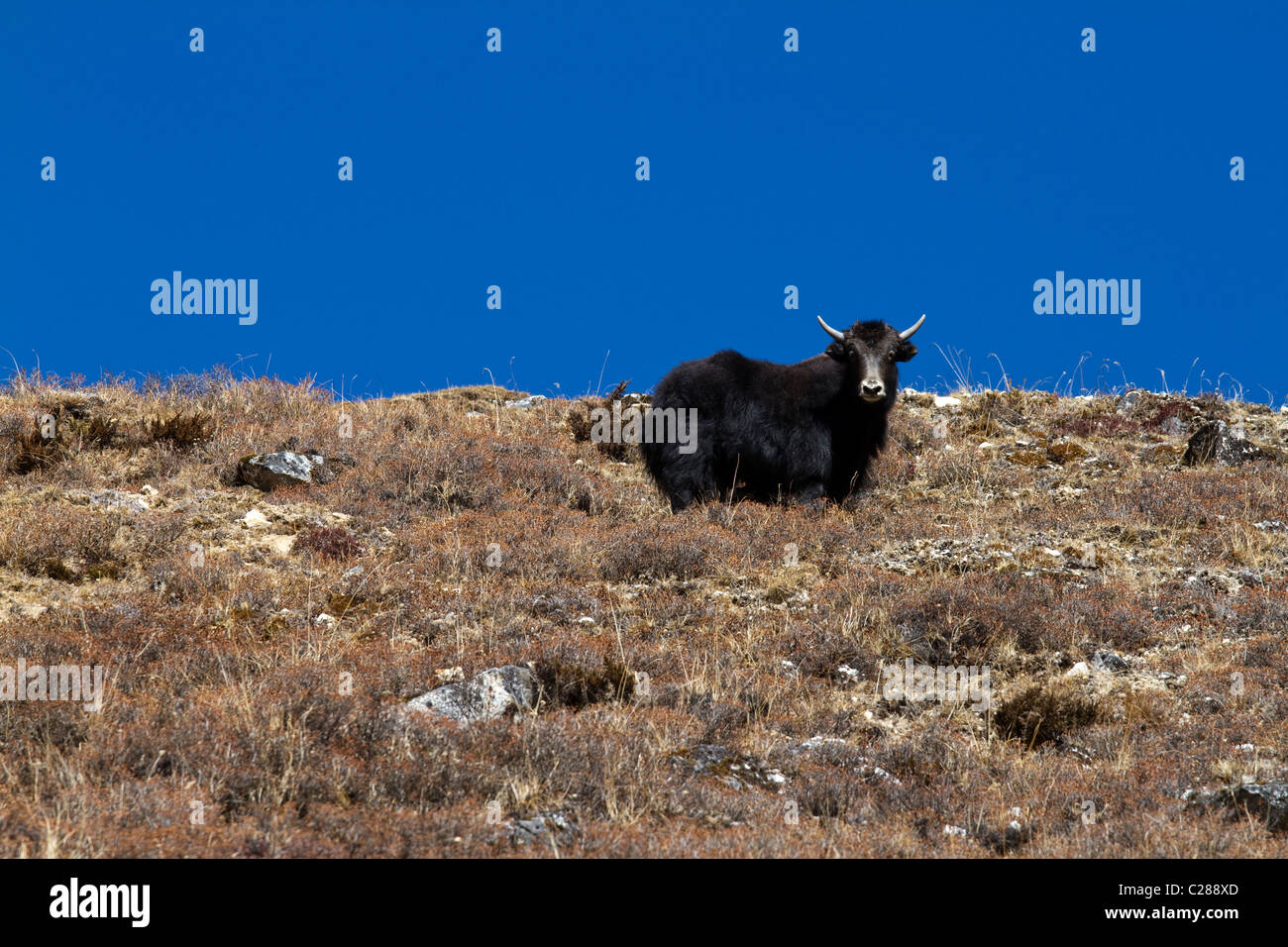 Yak against blue sky. Nepal, Asia Stock Photo - Alamy