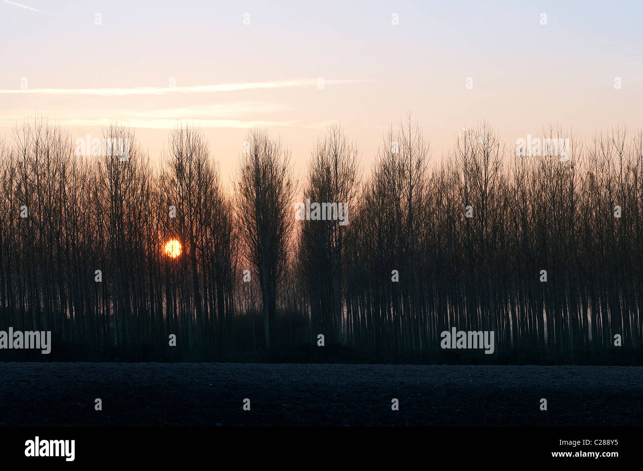 a line of trees in the country Stock Photo - Alamy