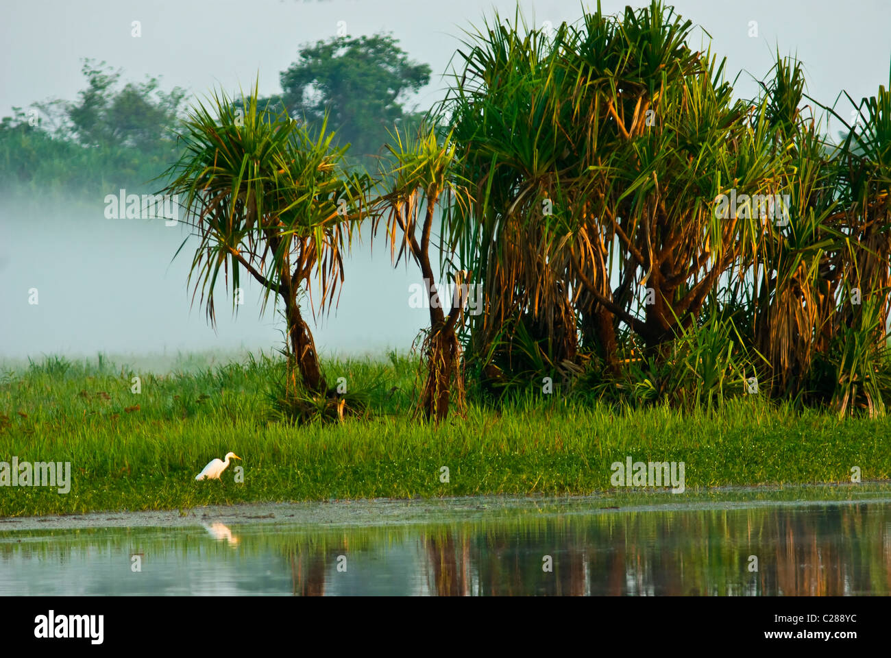 Pandanus aquaticus hi-res stock photography and images - Alamy