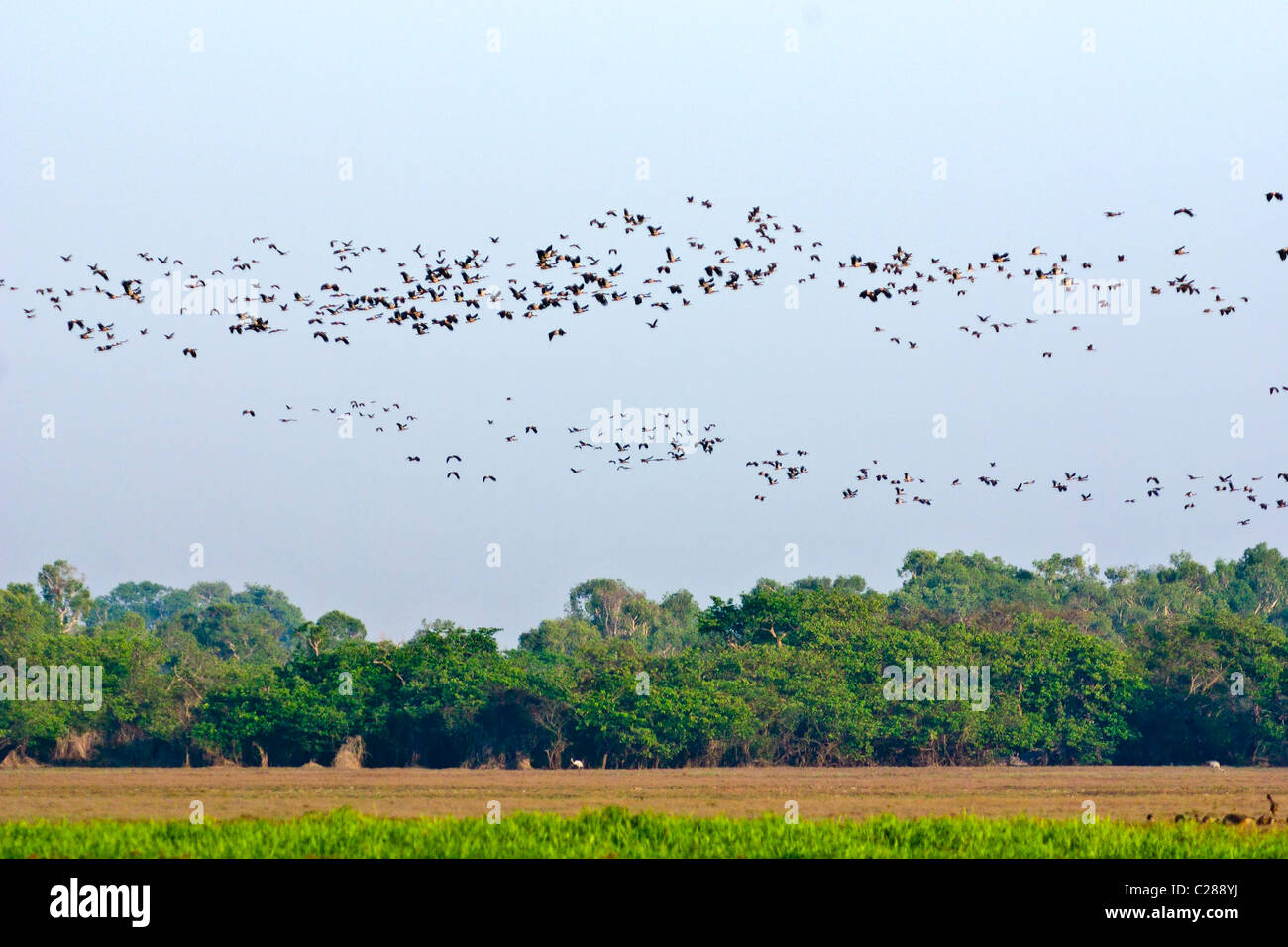 Magpie geese northern territory hi-res stock photography and images - Alamy
