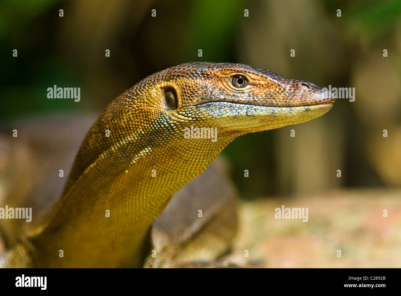 A Mertens water monitor scaly head and snout sunning on a warm rock ...
