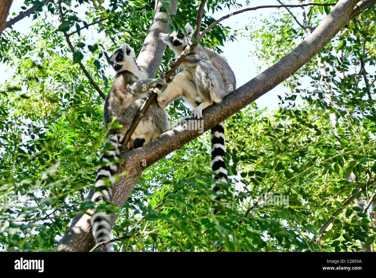 Ring-tailed lemurs in tree, Anja Park, Madagascar Stock Photo - Alamy