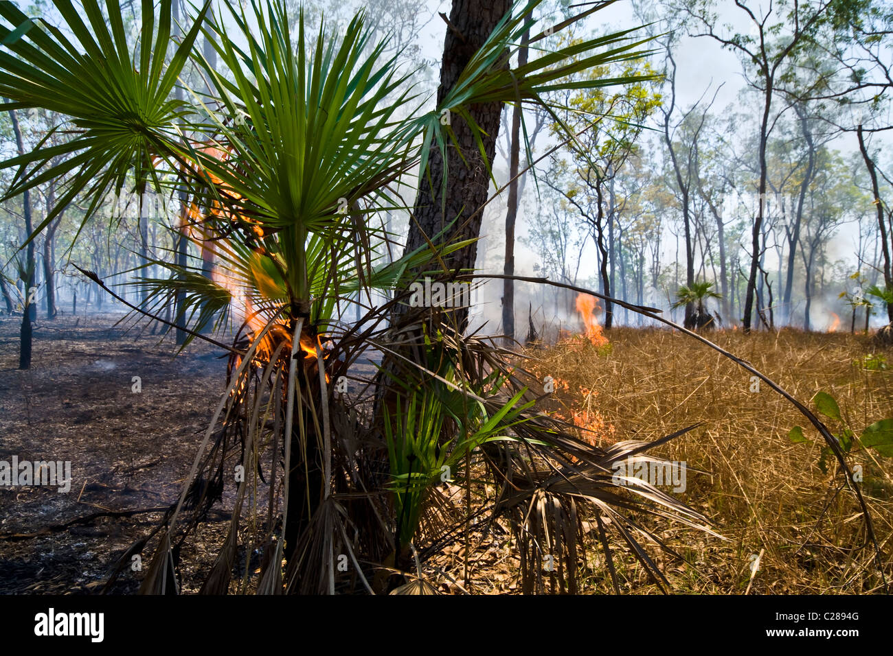 Fire flames in palm hi-res stock photography and images - Alamy