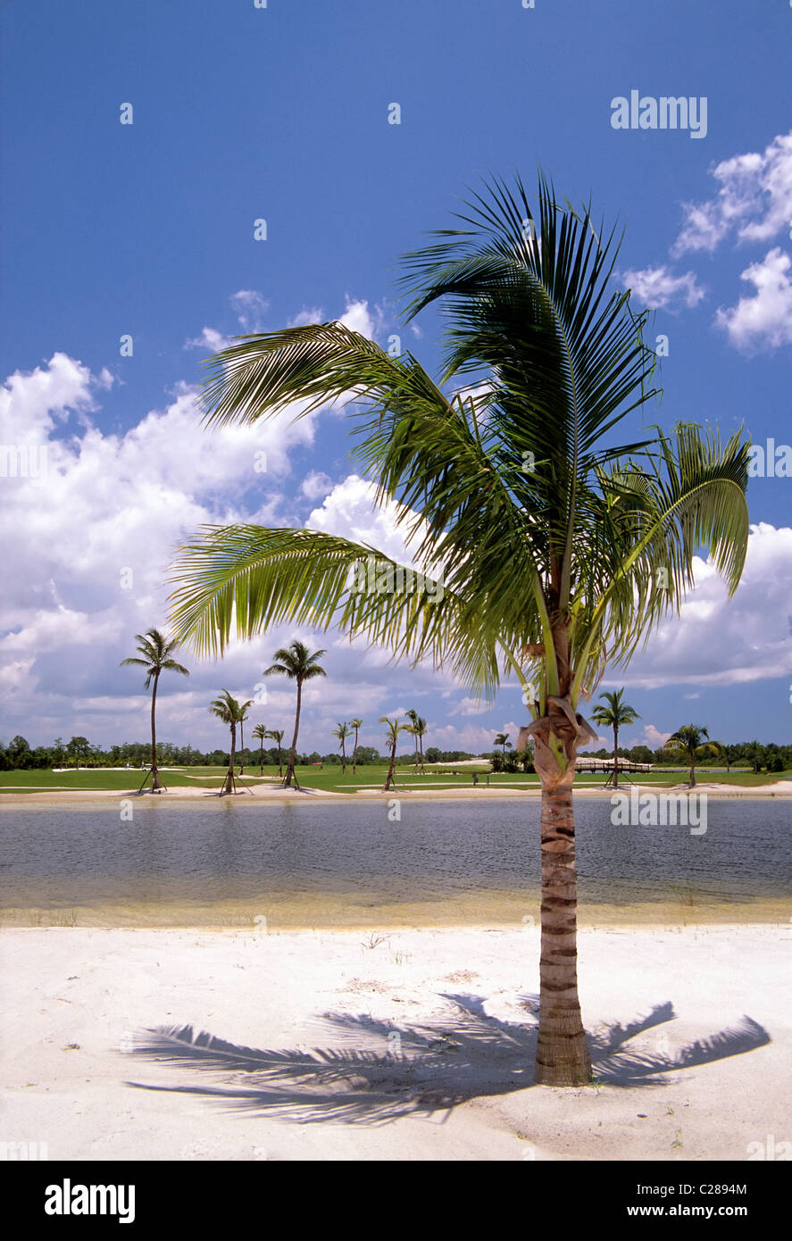 Palm trees line a beach in Naples, Florida, USA Stock Photo - Alamy