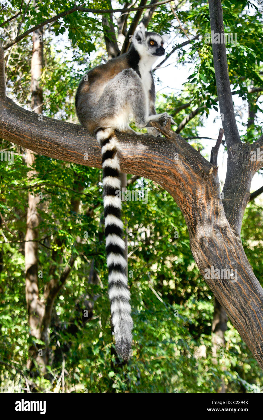 Ring Tailed Lemurs In A Tree