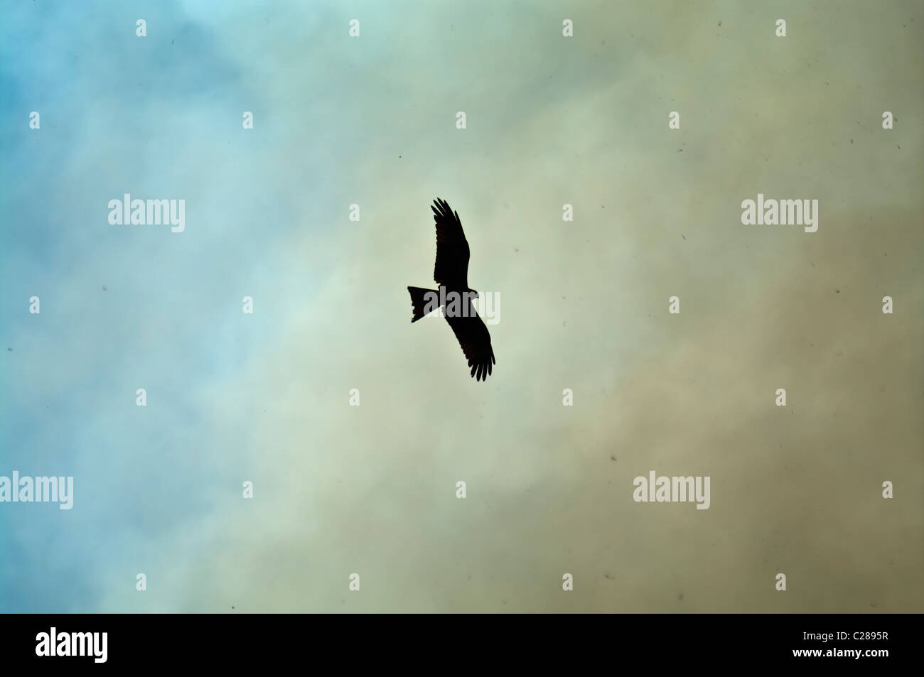 A whistling kite flies though fire smoke searching for insect prey ...
