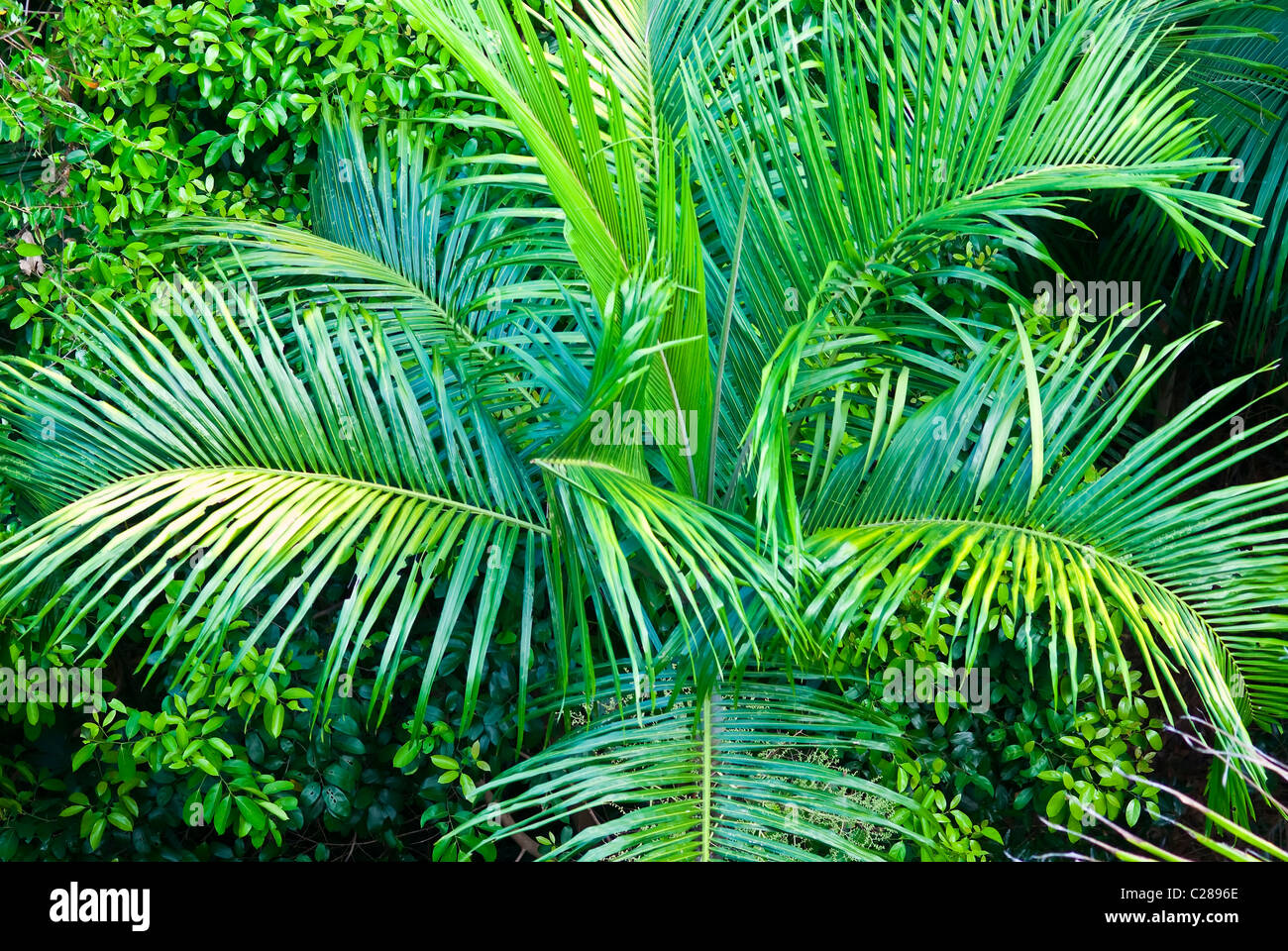 Looking down on a sprawling canopy of fronds of a Carpentaria palm ...
