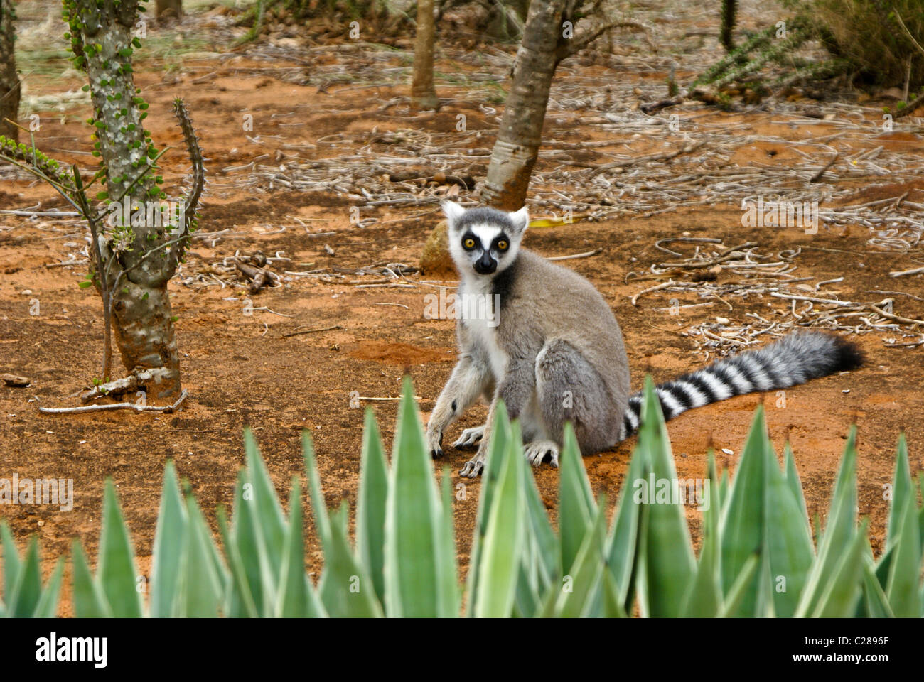 Ring-tailed lemur, Madagascar Stock Photo - Alamy