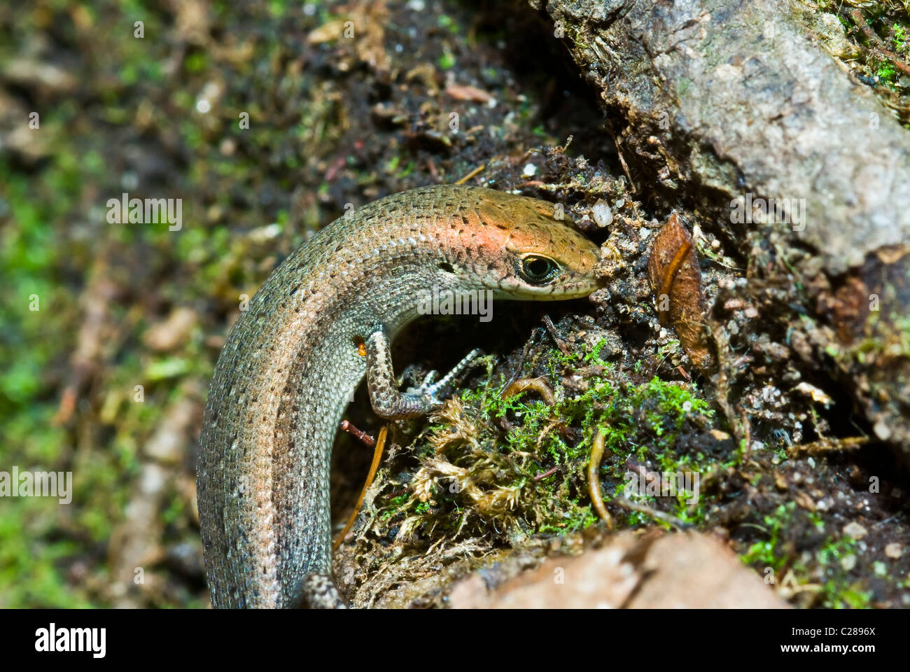 A shaded-litter rainbow-skink hunts for prey in soil with its snout ...