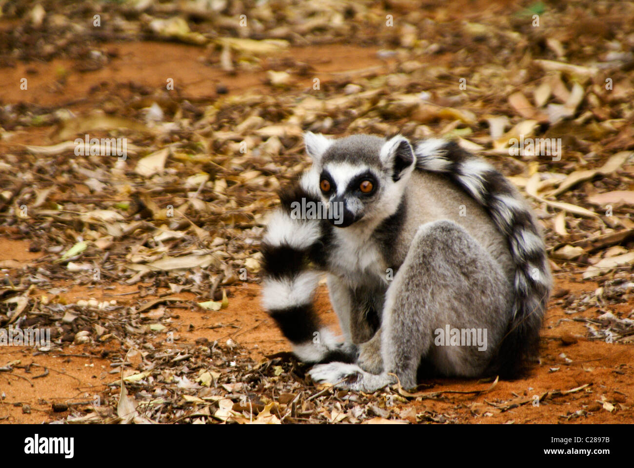 Tail of ring tailed lemur hi-res stock photography and images - Alamy