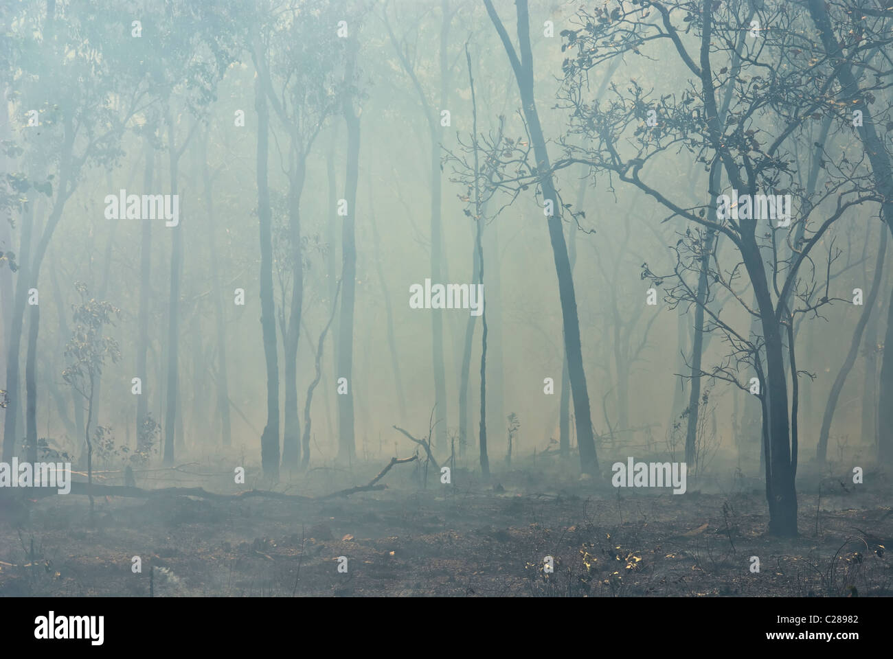 Smoke and smouldering earth after fire destroys a forest and grassland ...