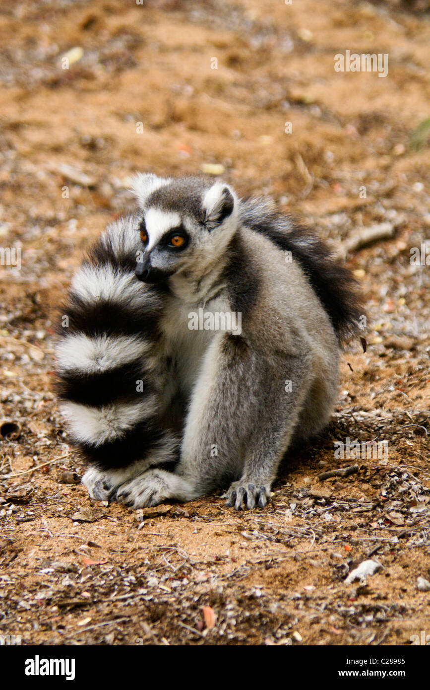 Ring-tailed lemur, Madagascar Stock Photo - Alamy