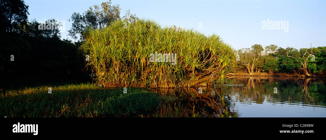 Pandanus aquaticus hi-res stock photography and images - Alamy