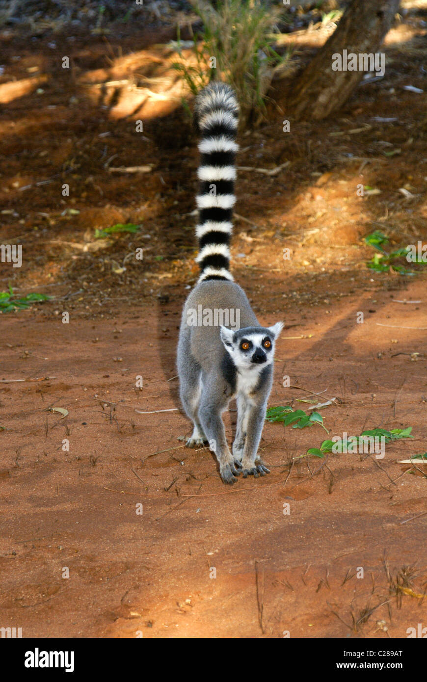 Ring-tailed lemur, Madagascar Stock Photo - Alamy