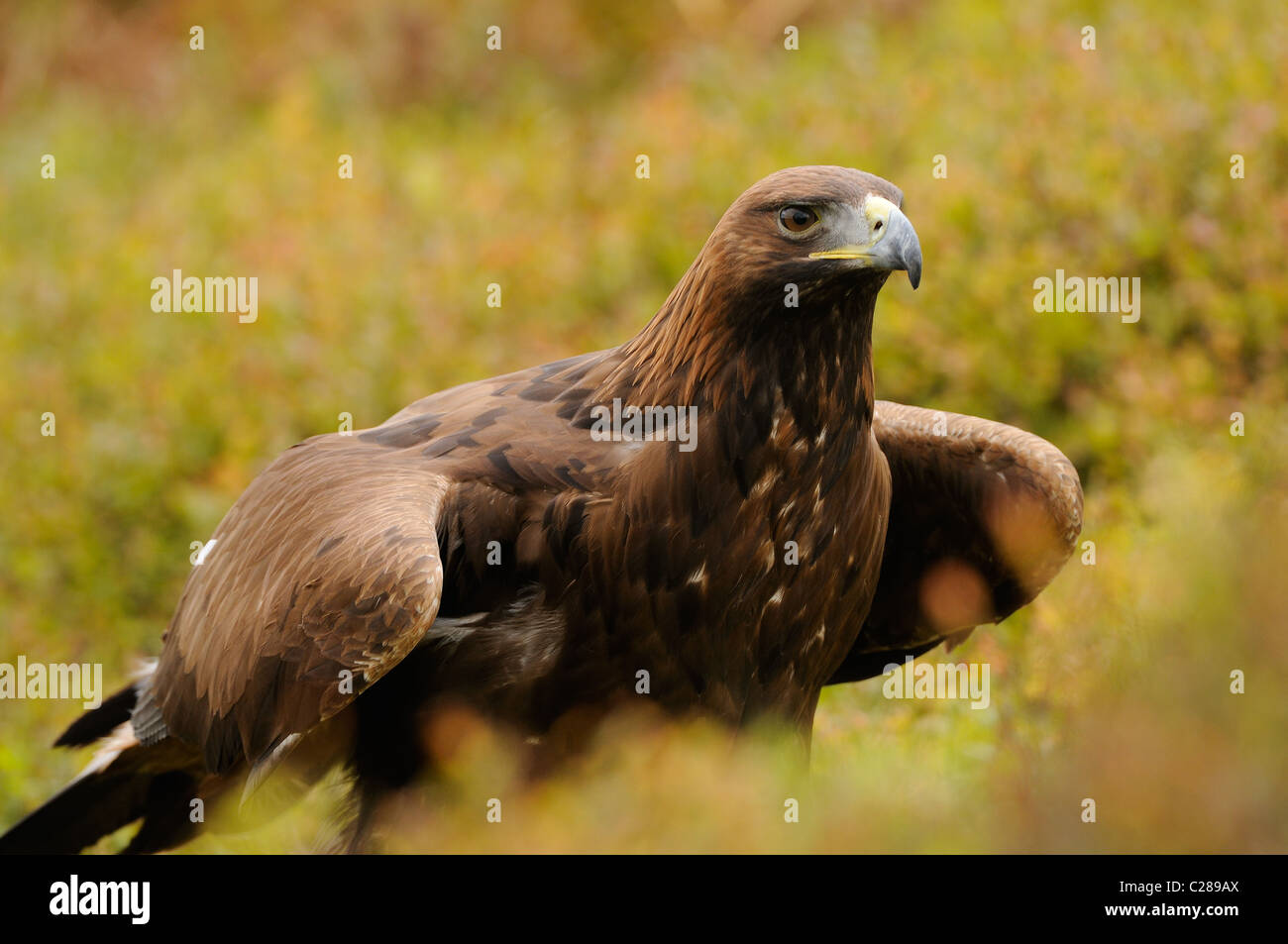Golden Eagle, in the middle of autumn colored vegetation showing off ...