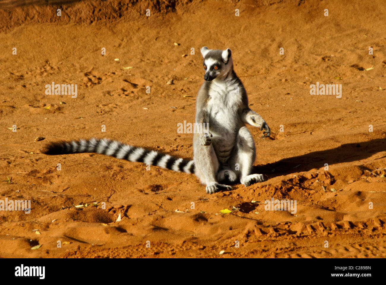 Ring tailed lemurs sunning lemur catta hi-res stock photography and ...