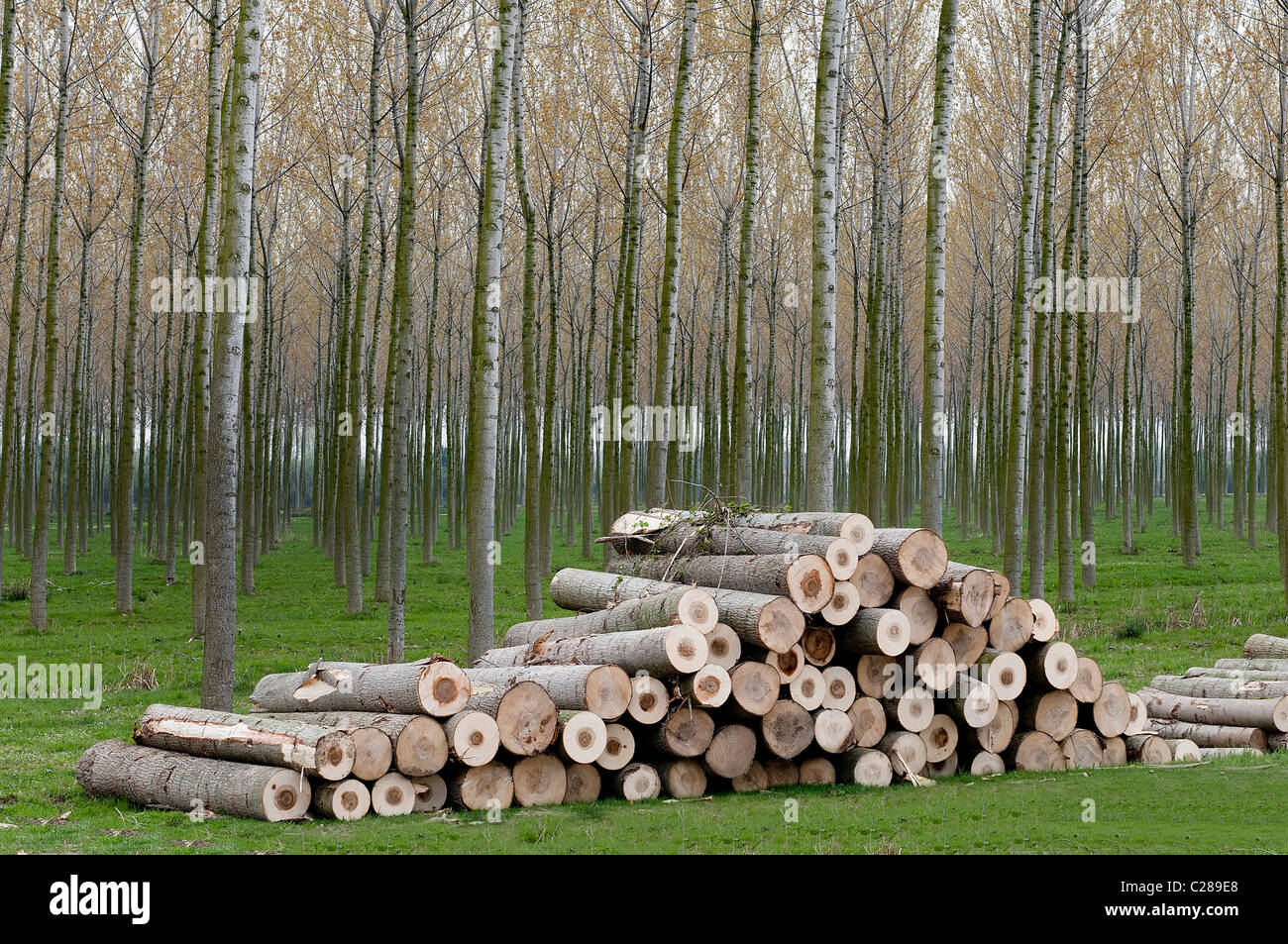 cutting the poplar Stock Photo - Alamy