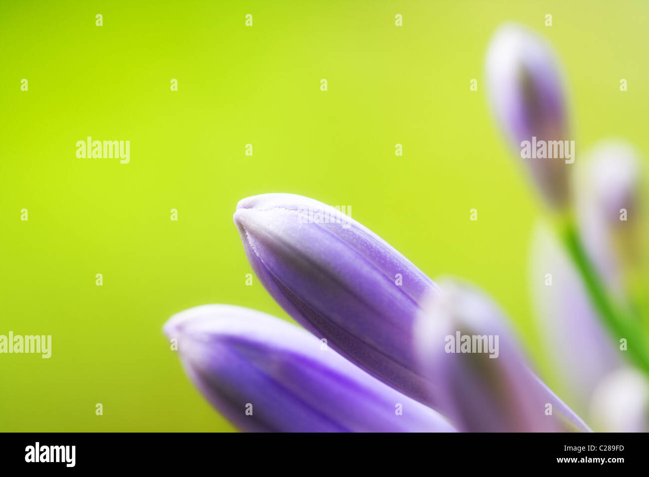 Untouched fresh hi-res stock photography and images - Alamy