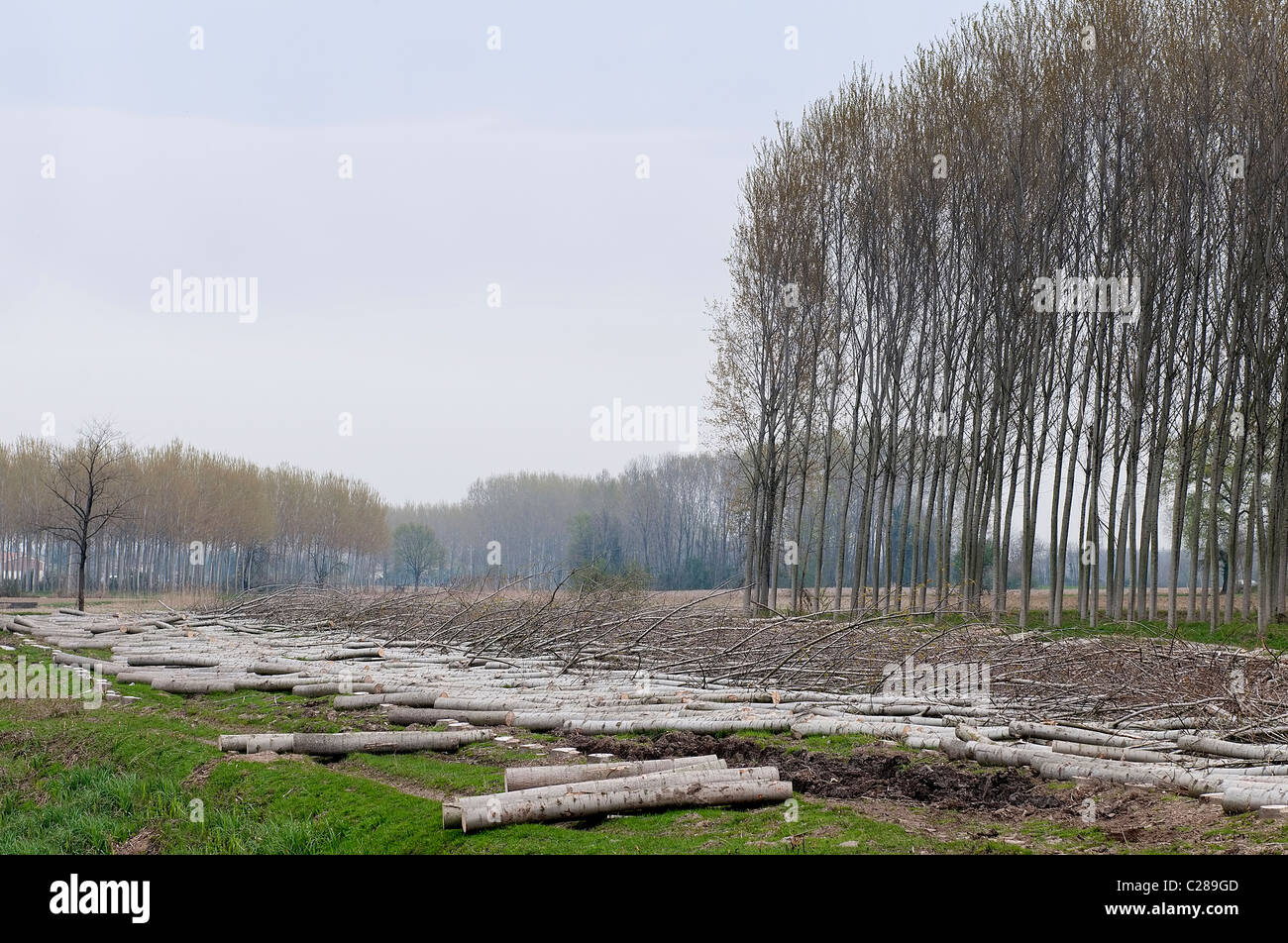 cutting the poplar Stock Photo - Alamy